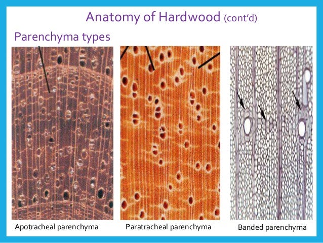 Softwood and Hardwood