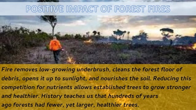 Natural disaster (Forest Fire) | PDF