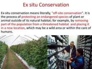 Invitro conservation of germ plasm, In situ and Ex situ germ plasm ...