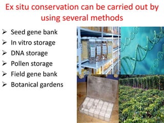 Invitro conservation of germ plasm, In situ and Ex situ germ plasm ...