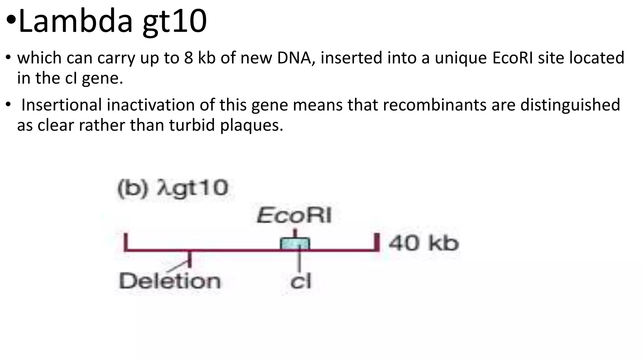 lambda cloning vector | PPTX