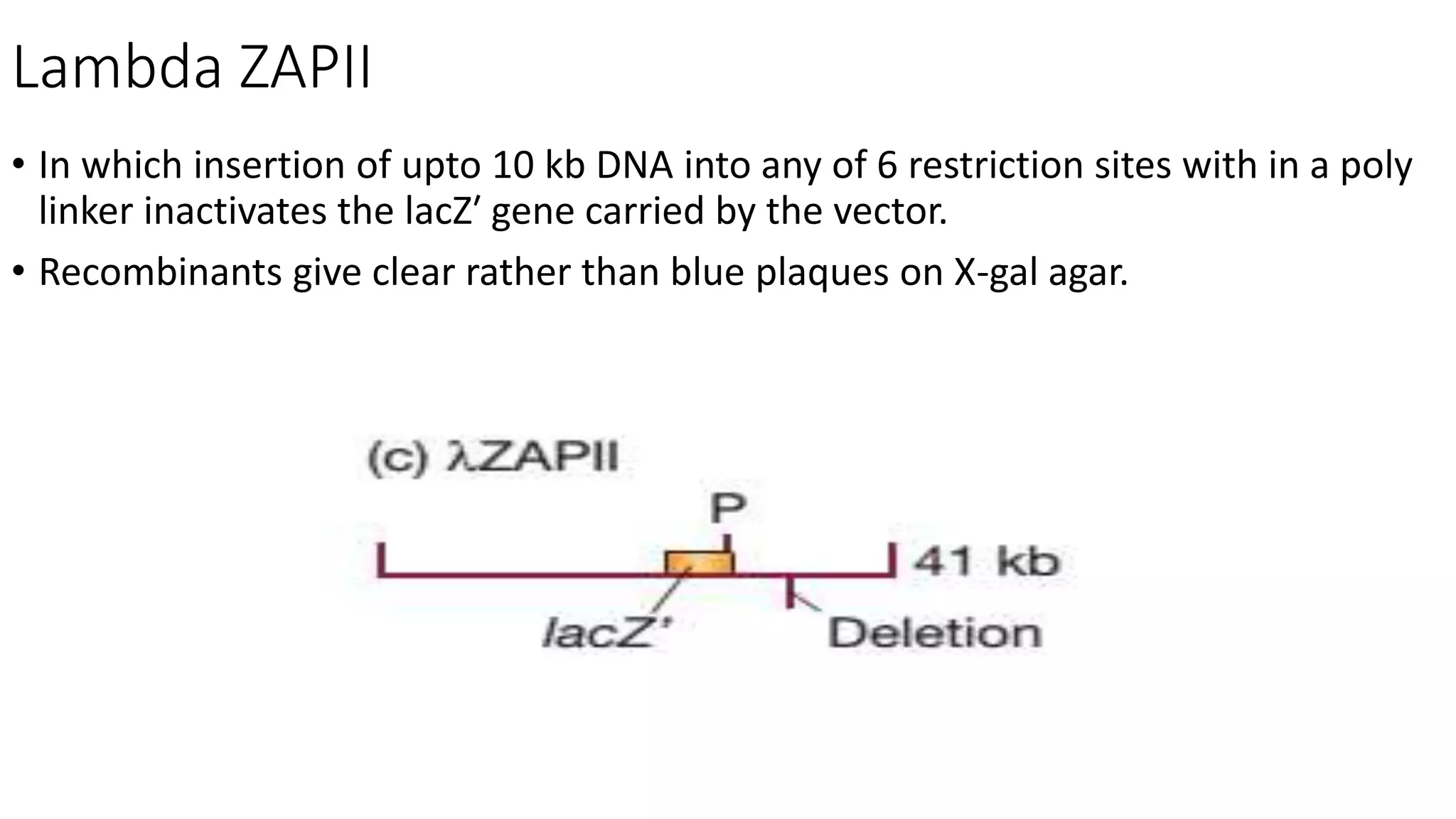lambda cloning vector | PPTX
