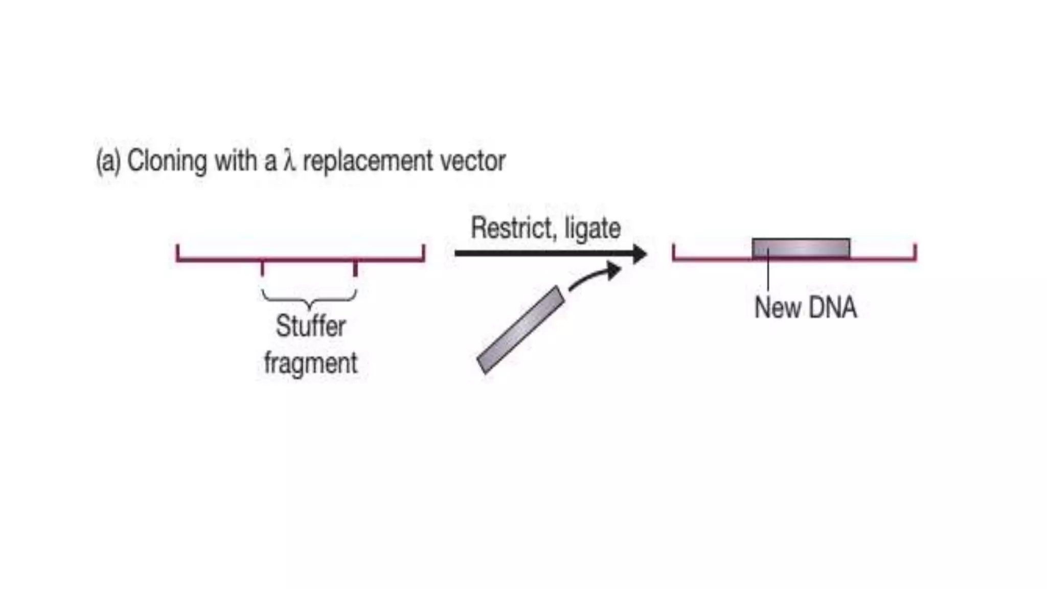 lambda cloning vector | PPTX