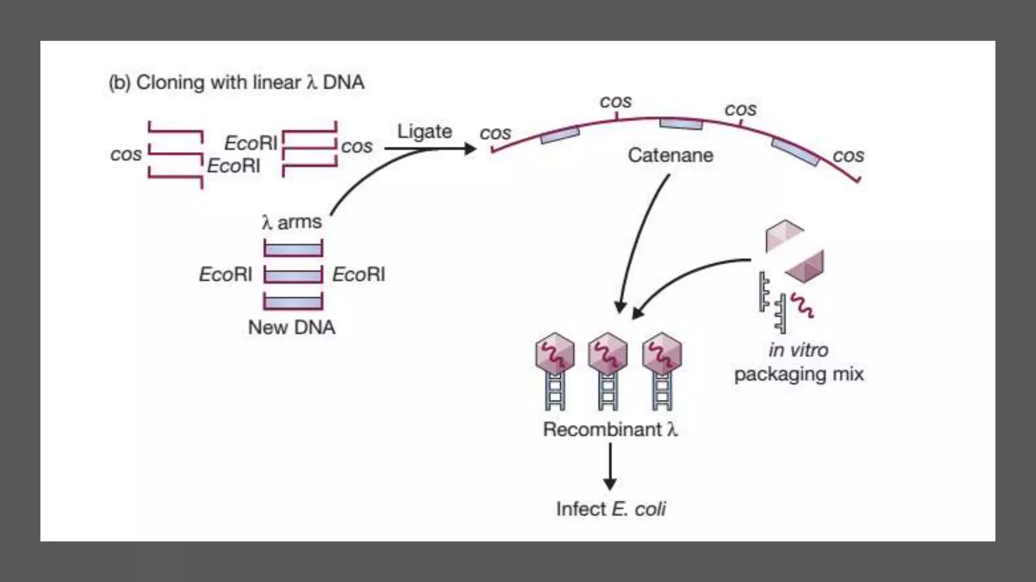 Lambda Cloning Vector Ppt