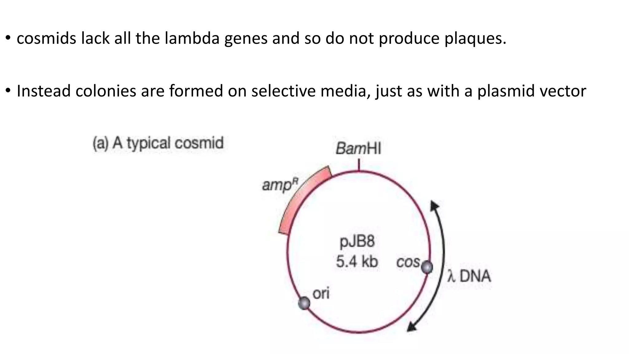 lambda cloning vector | PPTX