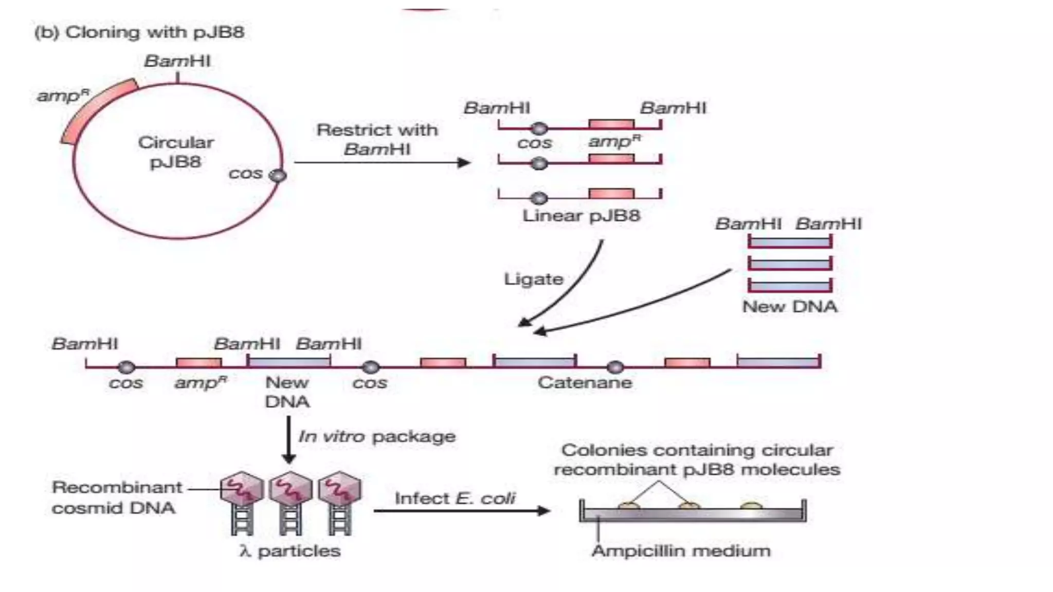 lambda cloning vector | PPTX