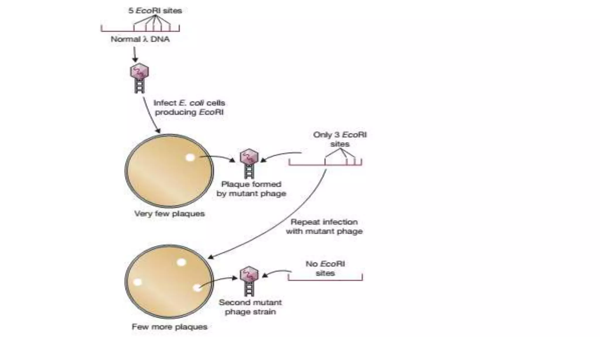 lambda cloning vector | PPTX