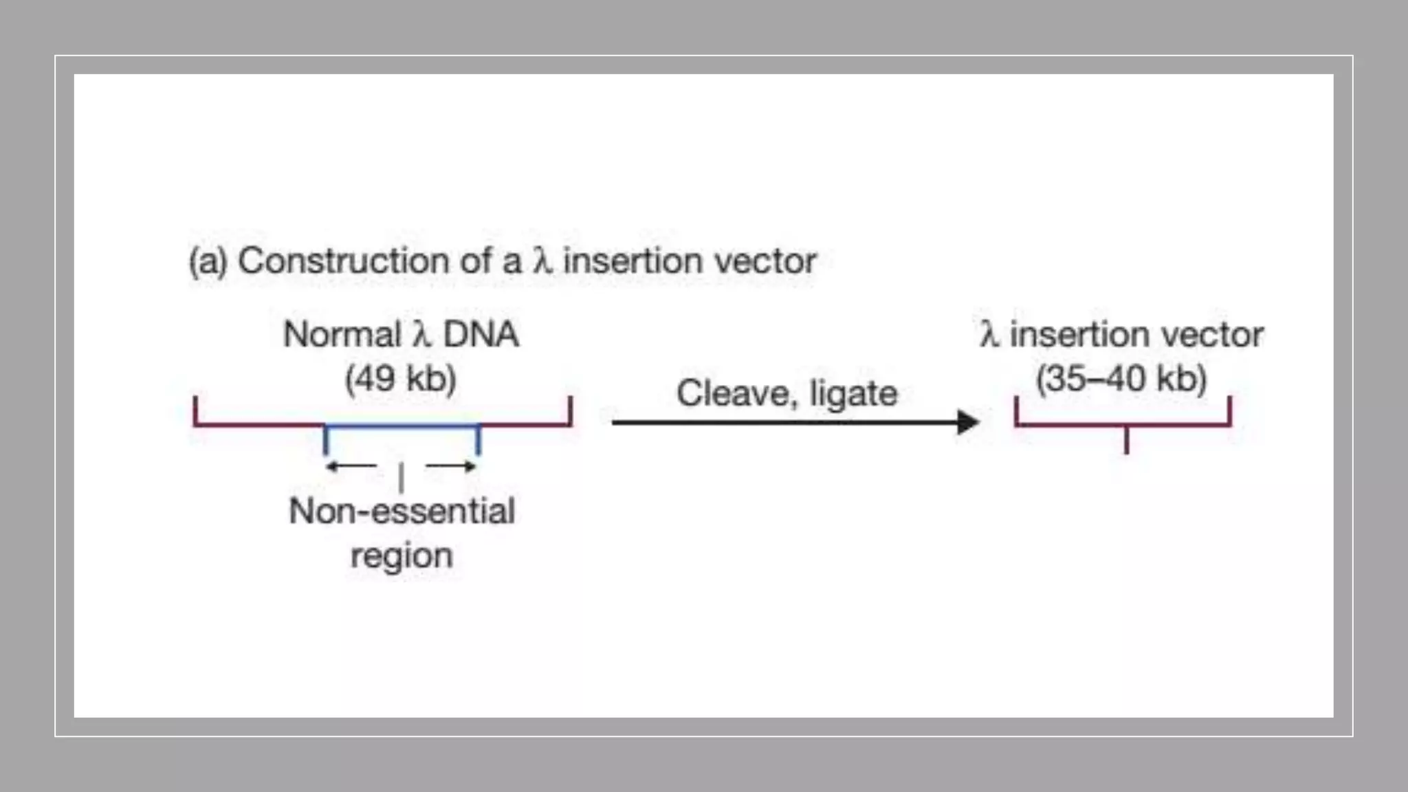 lambda cloning vector | PPTX