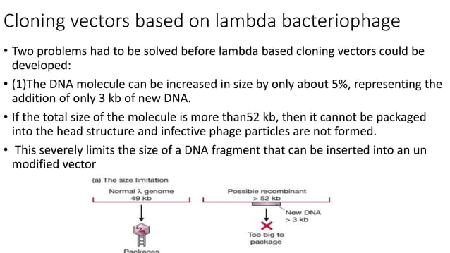 lambda cloning vector | PPTX