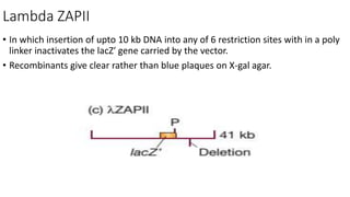 lambda cloning vector | PPTX