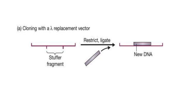 lambda cloning vector | PPTX