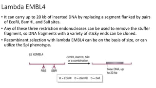 lambda cloning vector | PPTX