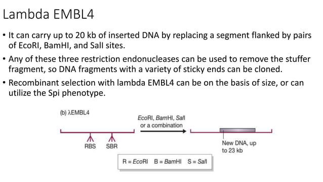 lambda cloning vector | PPTX