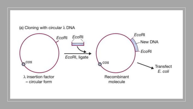 lambda cloning vector | PPTX