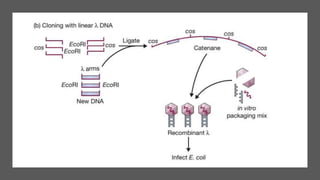 lambda cloning vector | PPTX