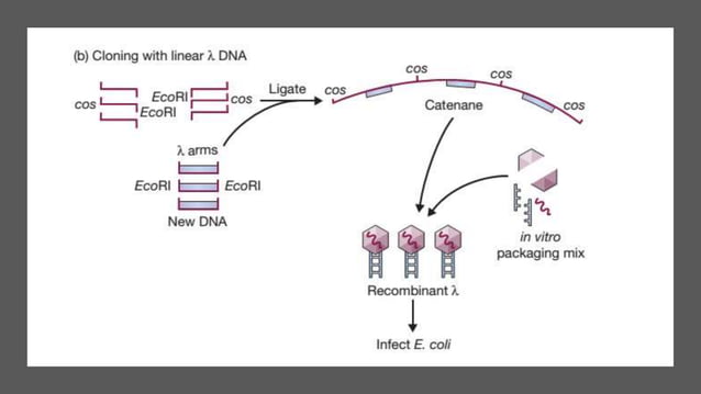 lambda cloning vector | PPTX