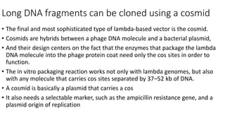 lambda cloning vector | PPTX