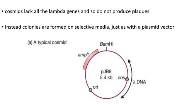 lambda cloning vector | PPTX