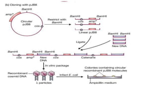 lambda cloning vector | PPTX
