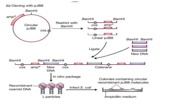 lambda cloning vector | PPTX