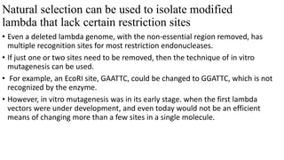 lambda cloning vector | PPTX
