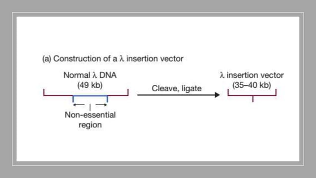 lambda cloning vector | PPTX