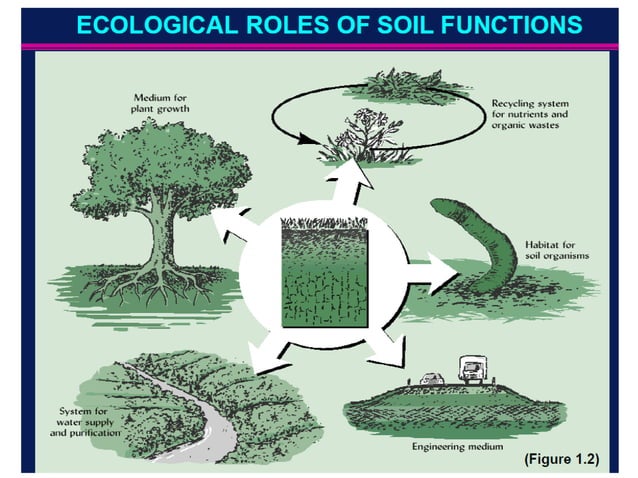Principles of soil science | PPT | Gardening | Home & Garden