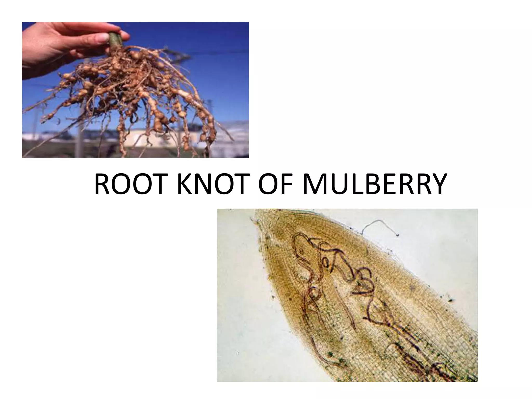 downy mildew(bajra),root knot(mulberry) | PPTX