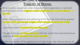 SOIL BORON, effect on plant growth and its managment in agriculture | PPTX
