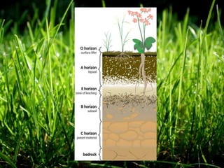 Soil APES | PPT