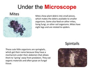 Soil microbiology | PPTX