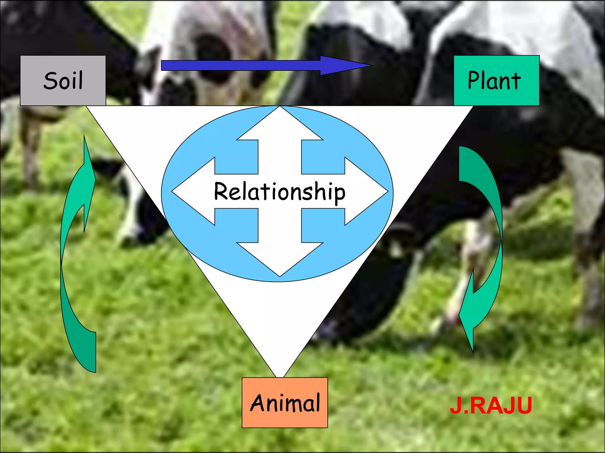 Soil plant-animal relationship | PPT