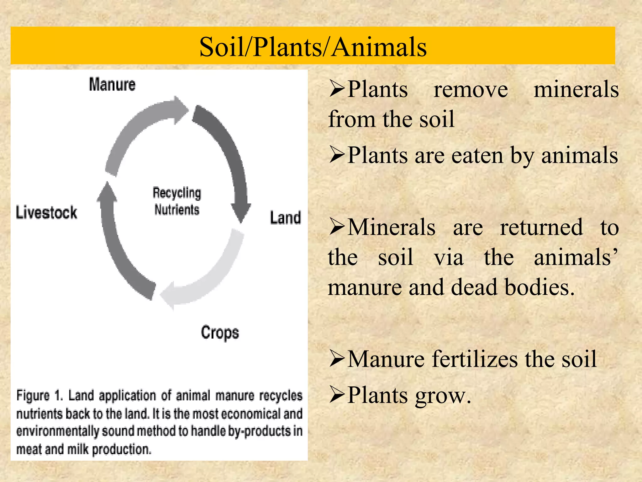 Soil plant-animal relationship | PPT
