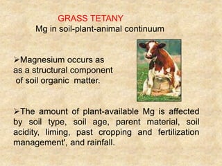 Soil plant-animal relationship | PPT