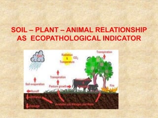 Soil plant-animal relationship | PPT