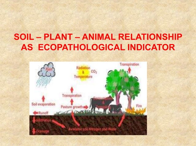 Soil plant-animal relationship | PPT | Gardening | Home & Garden