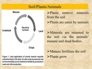 Soil plant-animal relationship | PPT