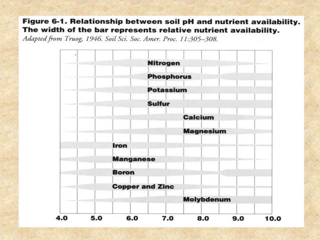 Soil plant-animal relationship | PPT | Gardening | Home & Garden