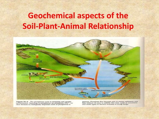 Soil plant-animal relationship | PPT | Gardening | Home & Garden
