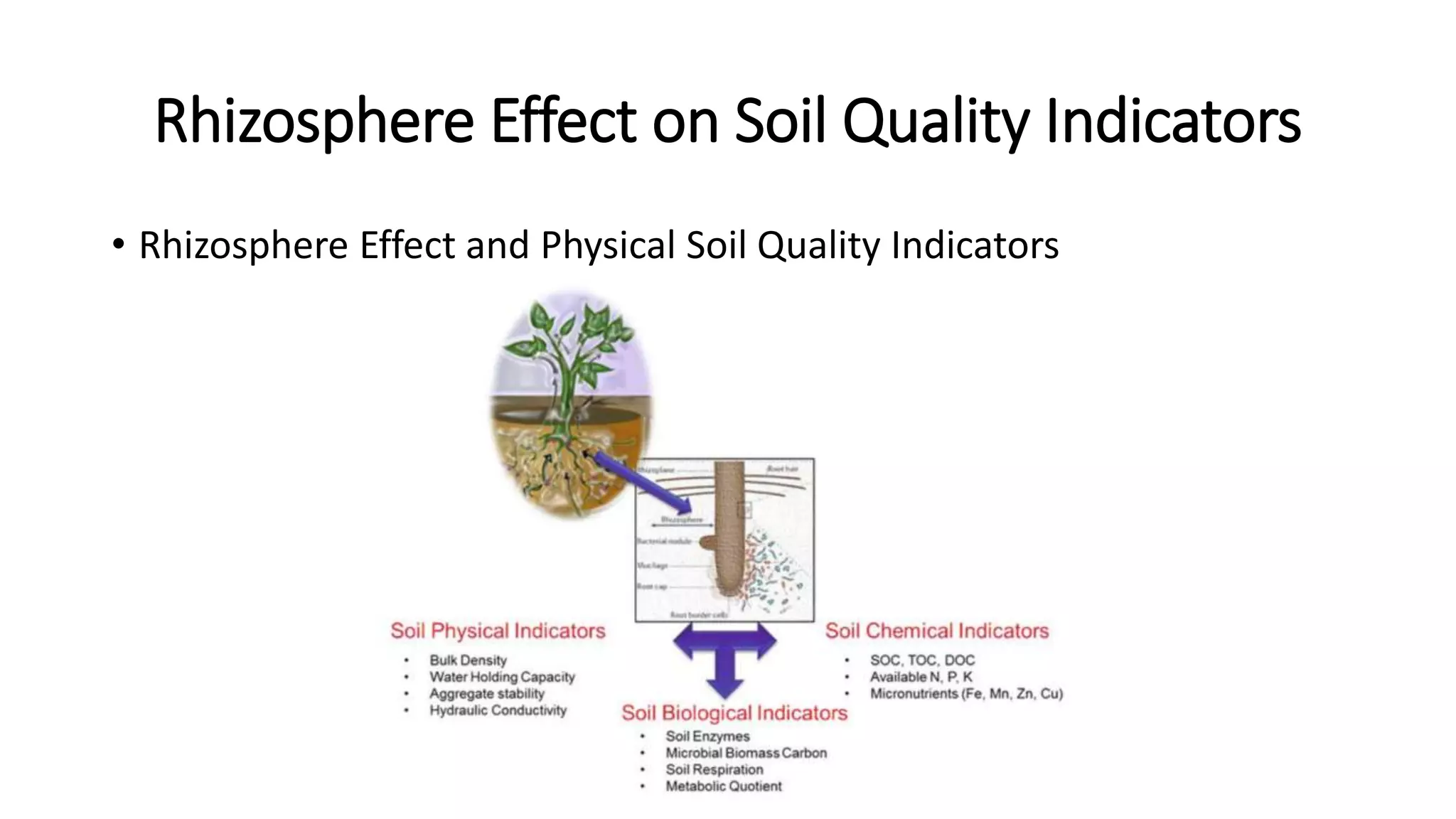 Soil Plant-Microbe Interactions in Rhizosphere | PPTX