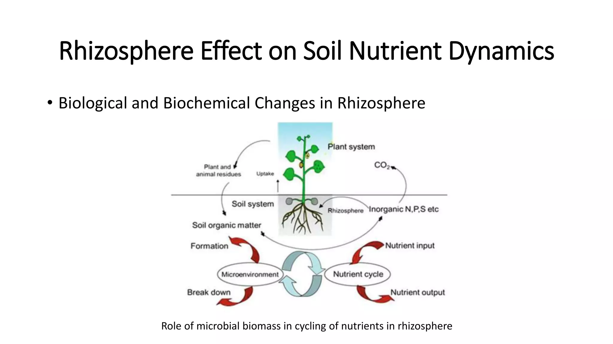 Soil Plant-Microbe Interactions in Rhizosphere | PPTX