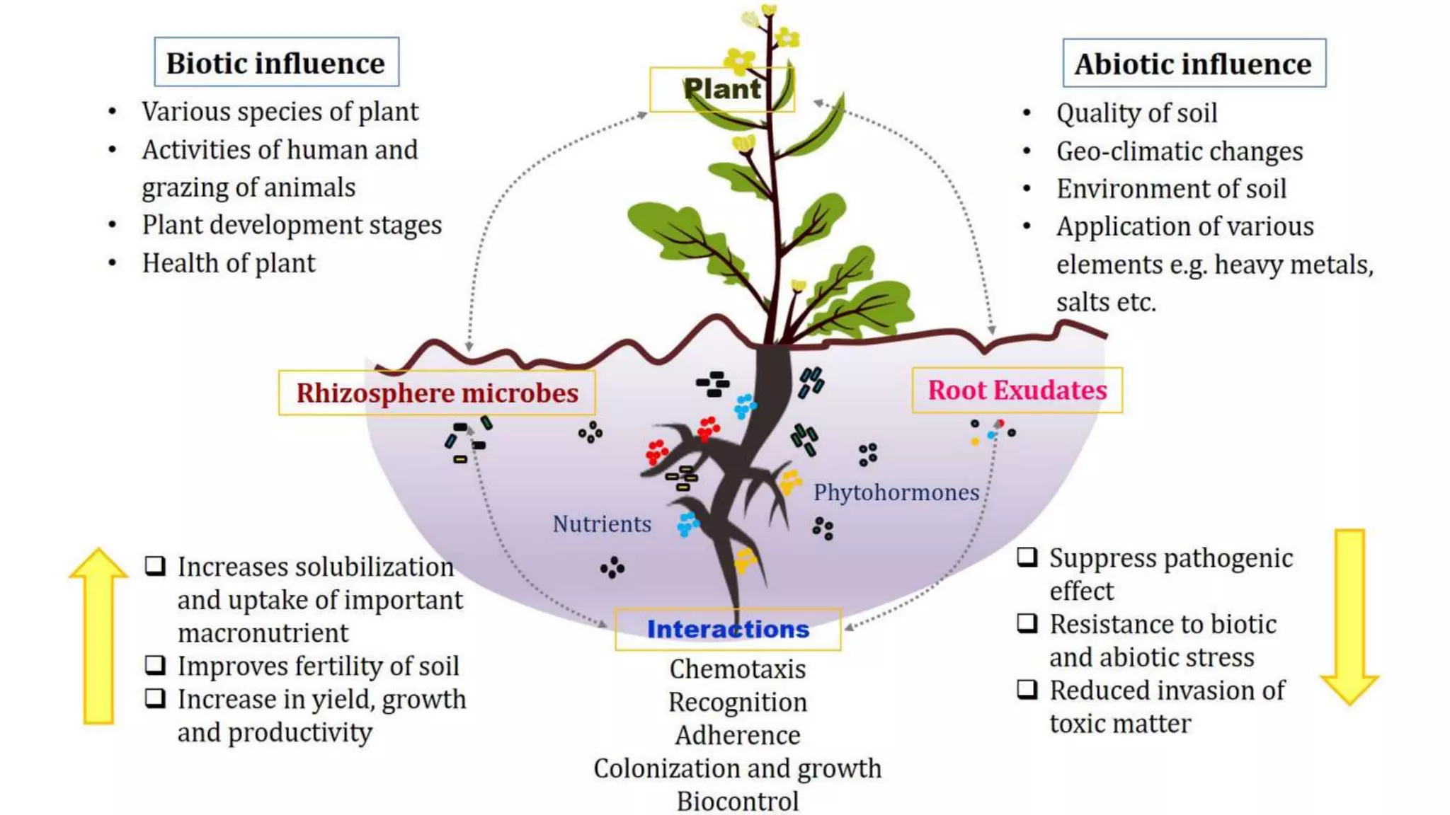 Soil Plant-Microbe Interactions in Rhizosphere | PPTX
