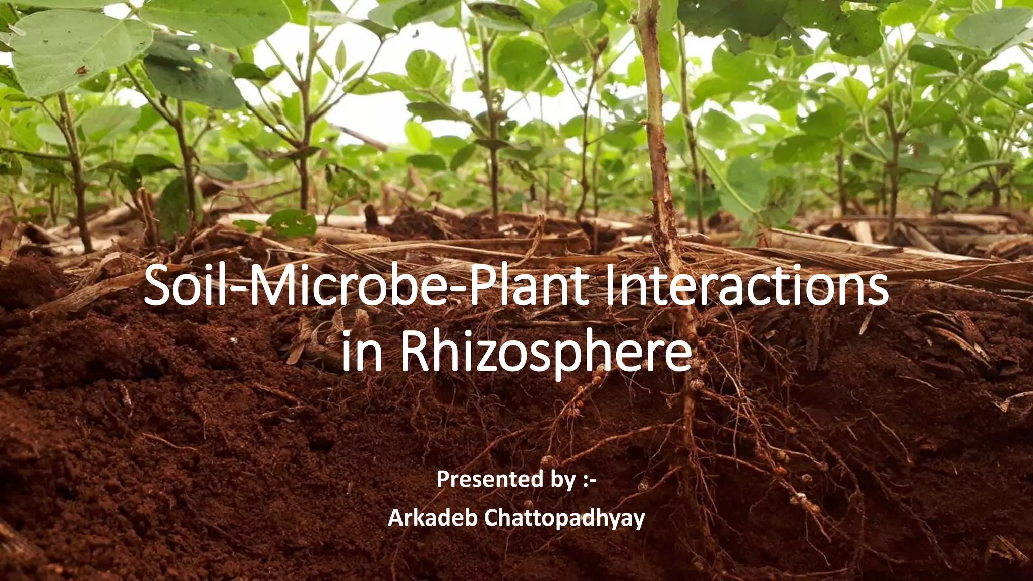 Soil Plant-Microbe Interactions in Rhizosphere | PPTX