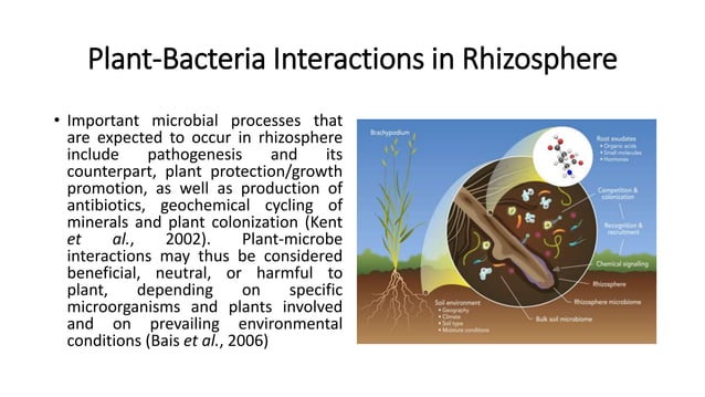 Soil Plant-Microbe Interactions in Rhizosphere | PPTX | Gardening ...