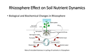 Soil Plant-Microbe Interactions in Rhizosphere | PPTX