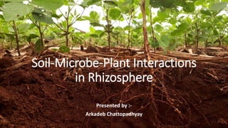 Soil Plant-Microbe Interactions in Rhizosphere | PPTX