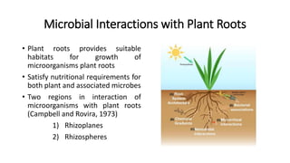 Soil Plant-Microbe Interactions in Rhizosphere | PPTX