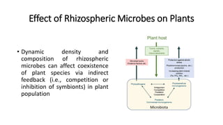 Soil Plant-Microbe Interactions in Rhizosphere | PPTX
