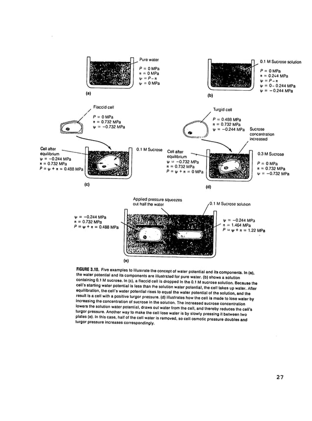 Soil-Plant-Water-Relationships-by-Mark-Behan--1992-.pdf