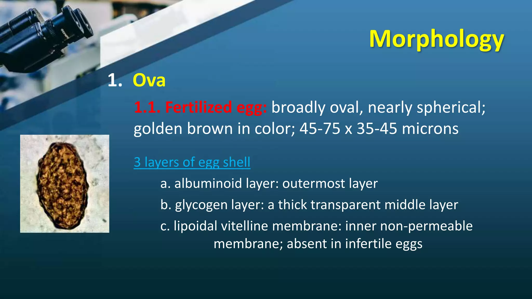 Soil transmitted helminths | PPTX | Digestive Disorders | Diseases and ...